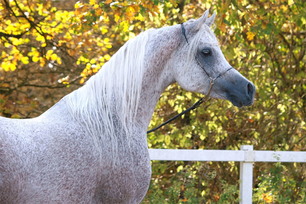 EOS Arabians - Kathrin Hampe Klingebiel - MALIK